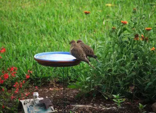 Tomato Cage Bird Bath