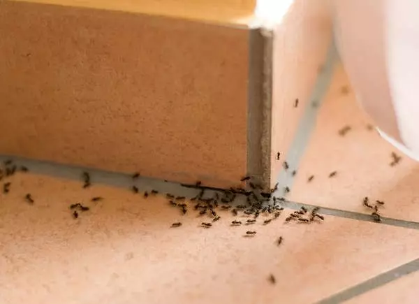naminis skruzdžių purškalas