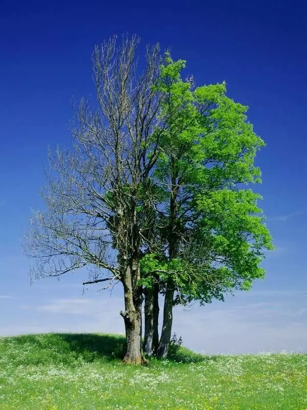Symptomen van stervende boom