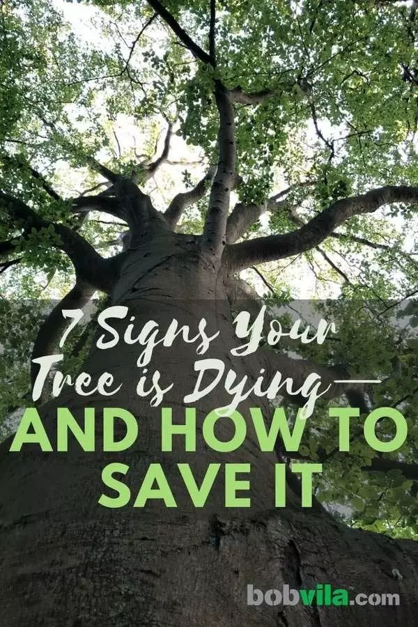7 znakova umirućeg stabla
