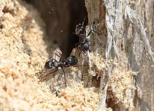 Mravi stolari koji se hrane umirućim stablom