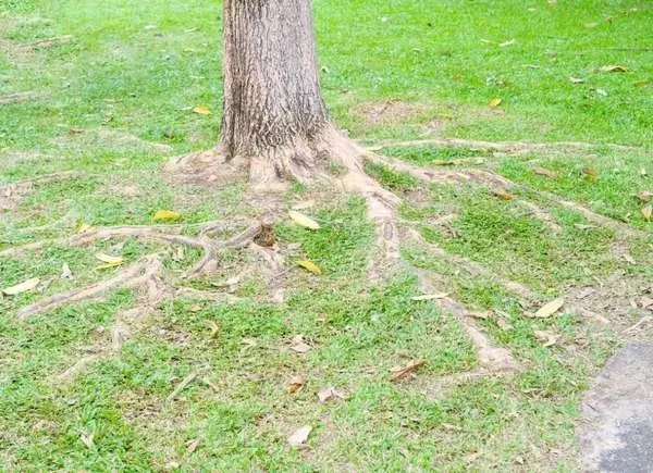 Rrënjët e cekëta në pemën që vdes