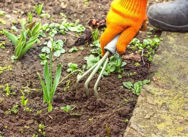 Weeds کي ڪيئن ختم ڪجي