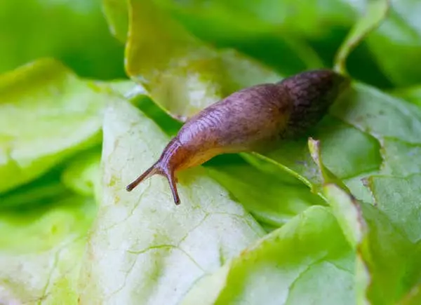 ڪيئن Slugs مان نجات حاصل ڪرڻ لاء