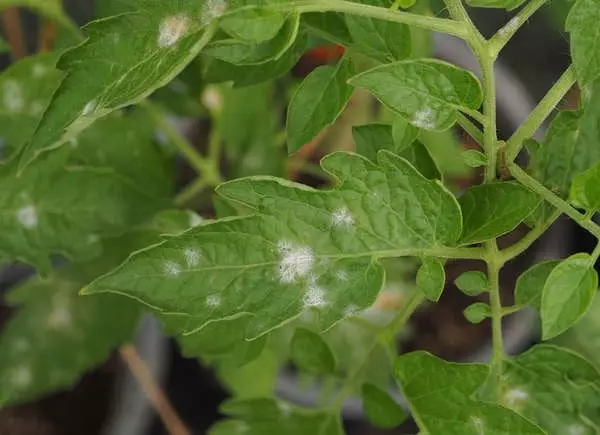 ڀاڄين تي پائوڊري Mildew