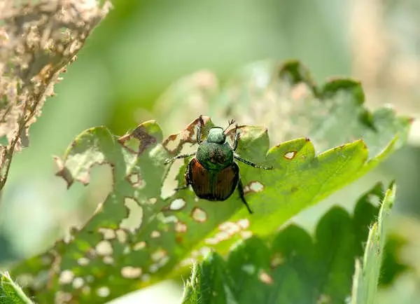 Come sbarazzarsi dei coleotteri giapponesi