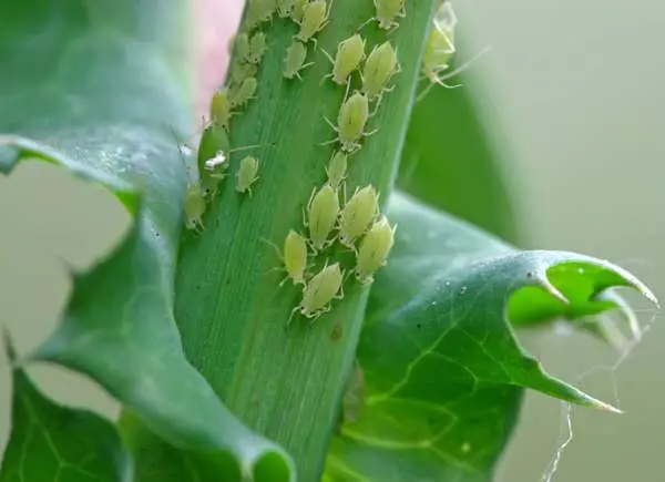 Aphids کان نجات ڪيئن حاصل ڪجي