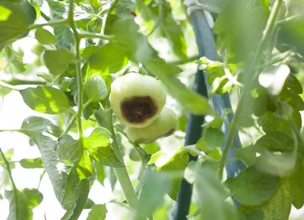 Marciume fine del fiore