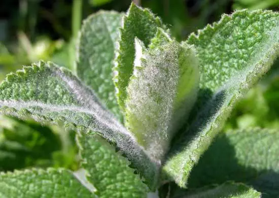 Naturligt pesticid