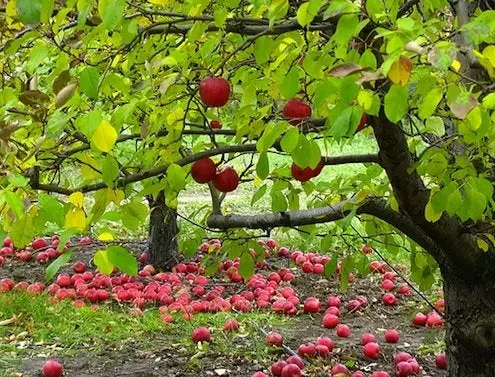 როგორ დავრგოთ ვაშლის ხე