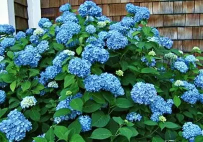 WhiteFlowerFarm-Hydrangea-makrofyli-Oändlig-Sommar