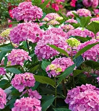 WhiteFlowerFarm-Hydrangea-macrophylia-Ni-Dancu-Lunlumo