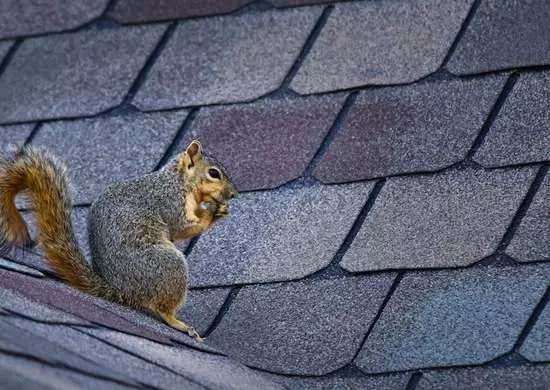 څنګه کولای شو چی یو Squirrel ونيسي