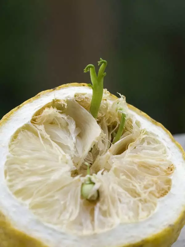 Citron för att starta frön