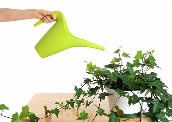 Как часто поливать комнатные растения