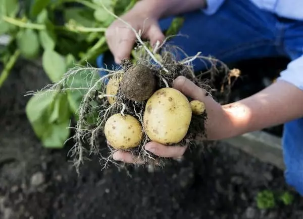 hoe te groeien ierappels út skrapkes