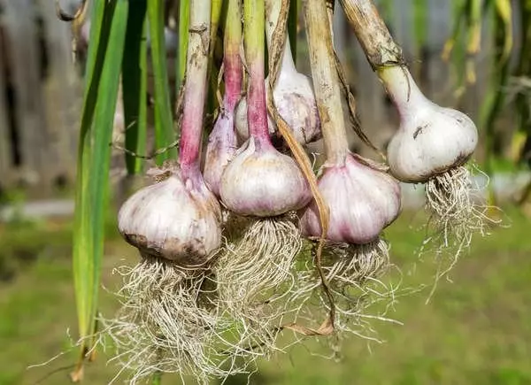 hoe te groeie knoflook út skrapkes