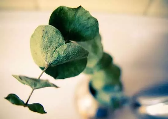 Eucalyptus na ịsa ahụ