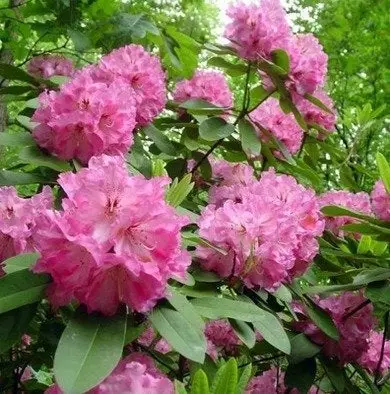 I-Rhododendrons: Ukuyigcina iluhlaza kulo lonke ubusika obude