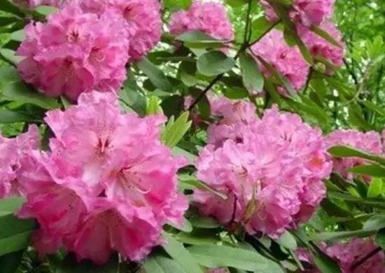 Hom ntawm Rhododendrons
