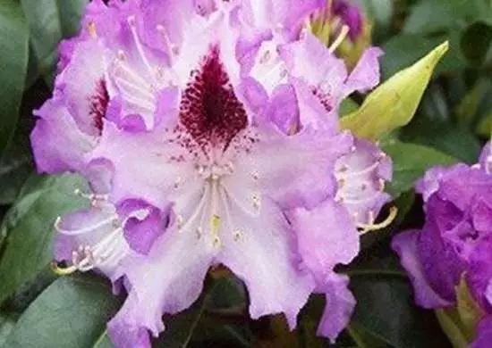 Blauer Peter-Rhododendron