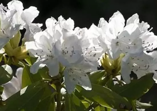 Rododendro Boule de Neige