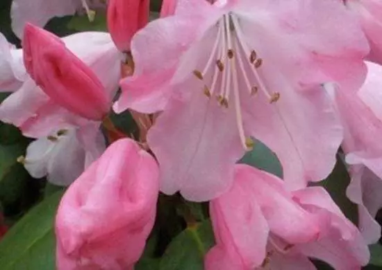 ڪُنڊو گھنٽيون Rhododendron