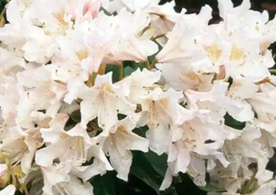 Rhododendron ange blanc