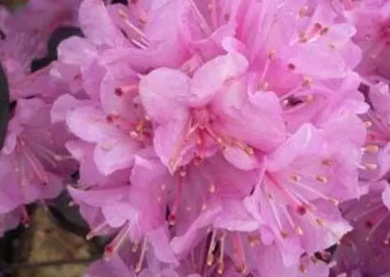 Hideung satin Rhododendron