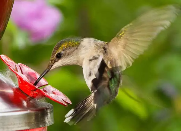මිදුලට Hummingbird Feeder එක් කරන්න