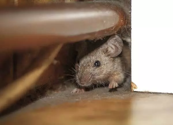 Нові домашні миші