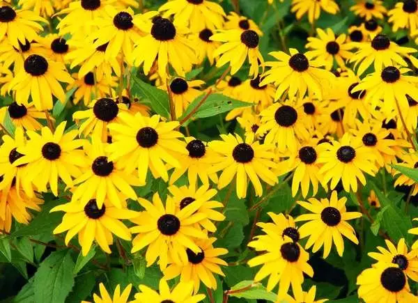 Rudbeckia (Črnooka Susan)