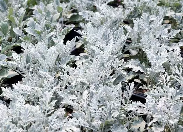 Dusty Miller