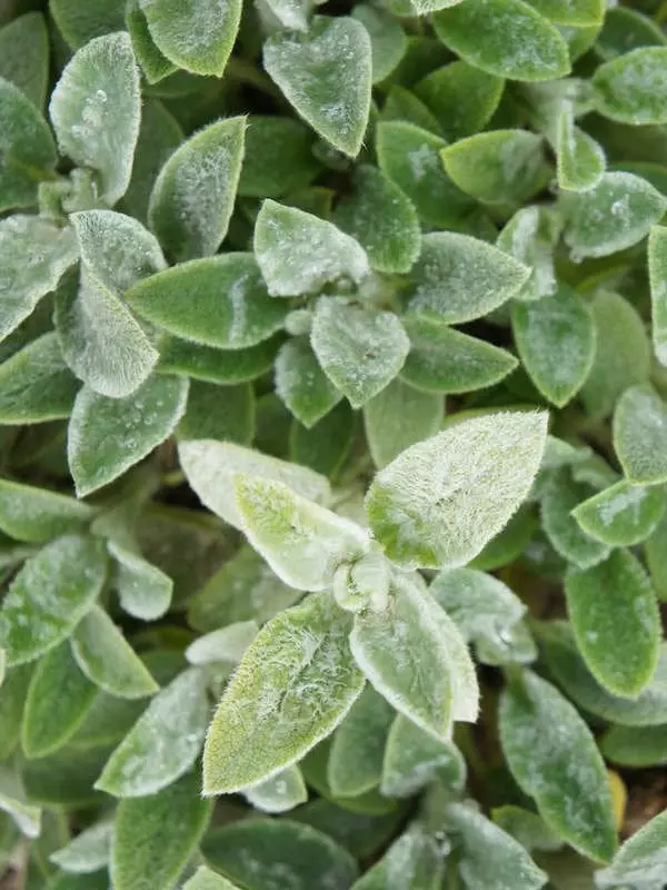 Lamb's Ear