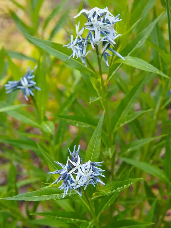 Étoile bleue de l'Arkansas