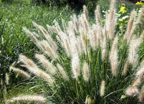 Fountain Grass