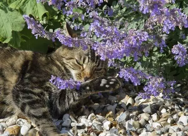 Catmint