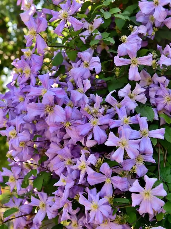 ಕ್ಲೆಮ್ಯಾಟಿಸ್