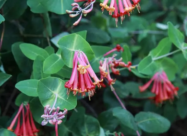 Coral Honeysuckle