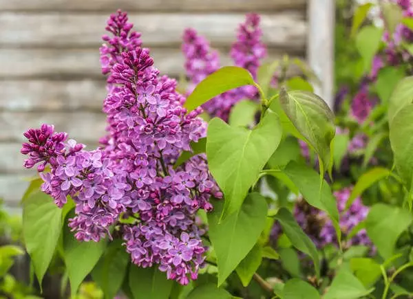 Butterfly Bush