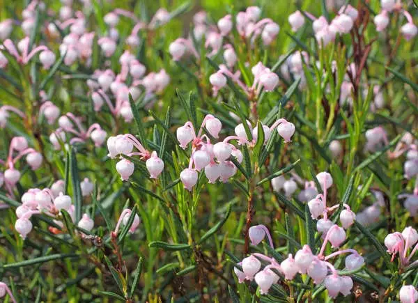 Bog Rosemary