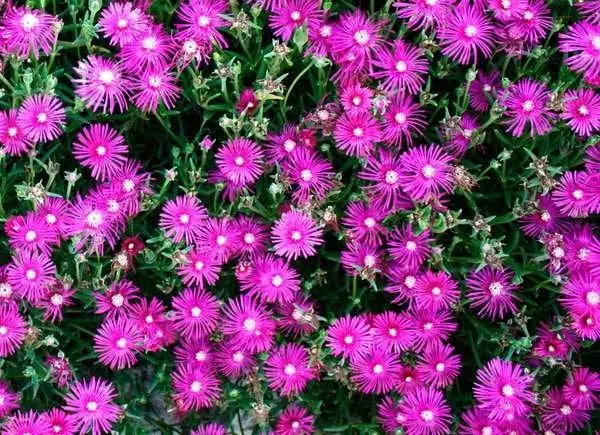 Ice Plant