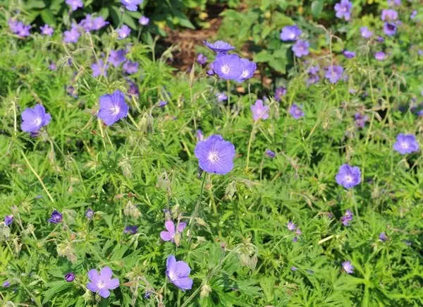 Géranium Brookside