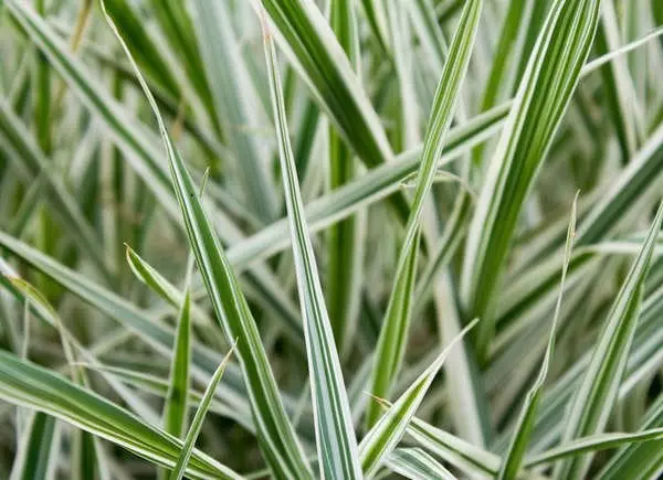 Ribbon Grass