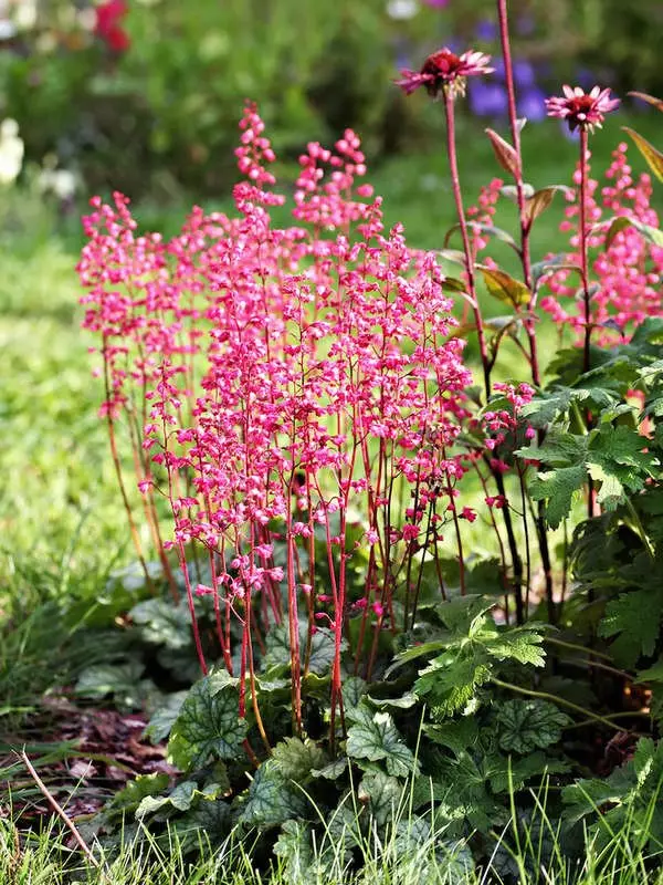 Coral Bells