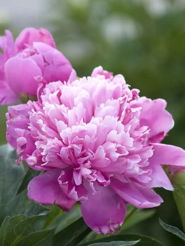 Peonies