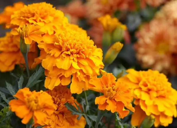 Marigold