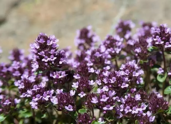 Thyme mandady