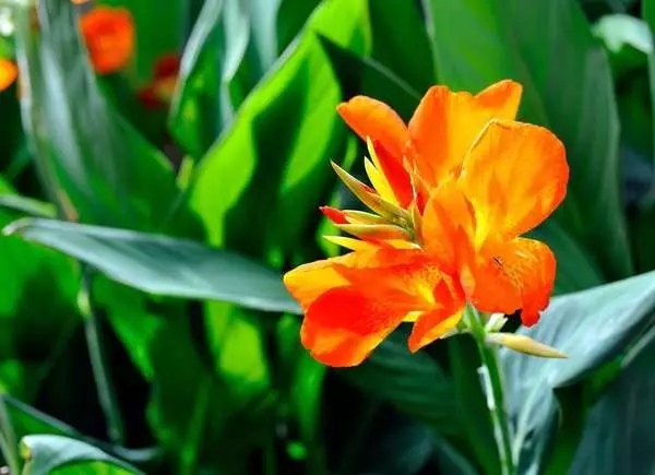 Canna Lily