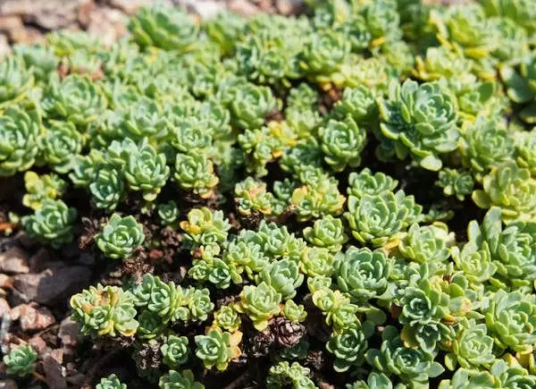 Sedum rampant